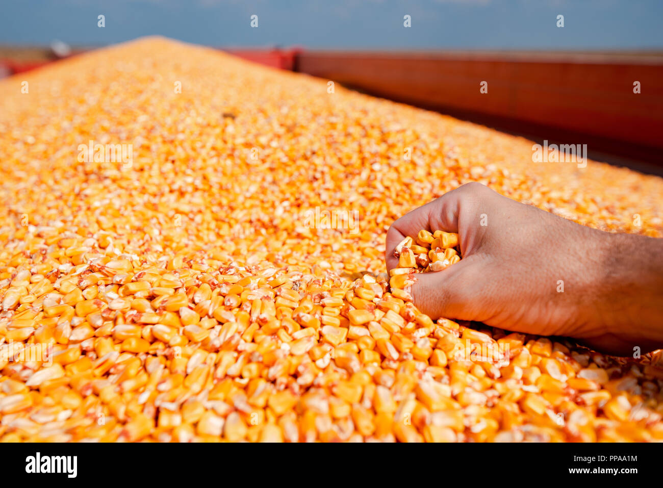 Farmer handful of harvested corn kernels from the heap loaded into ...