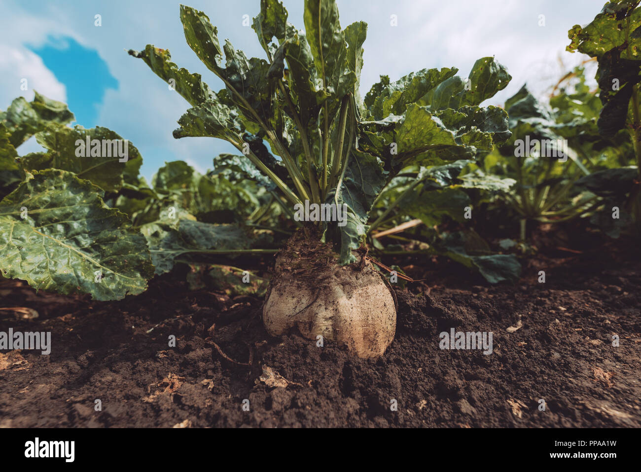 Organically grown sugar beet root crop in the ground Stock Photo - Alamy