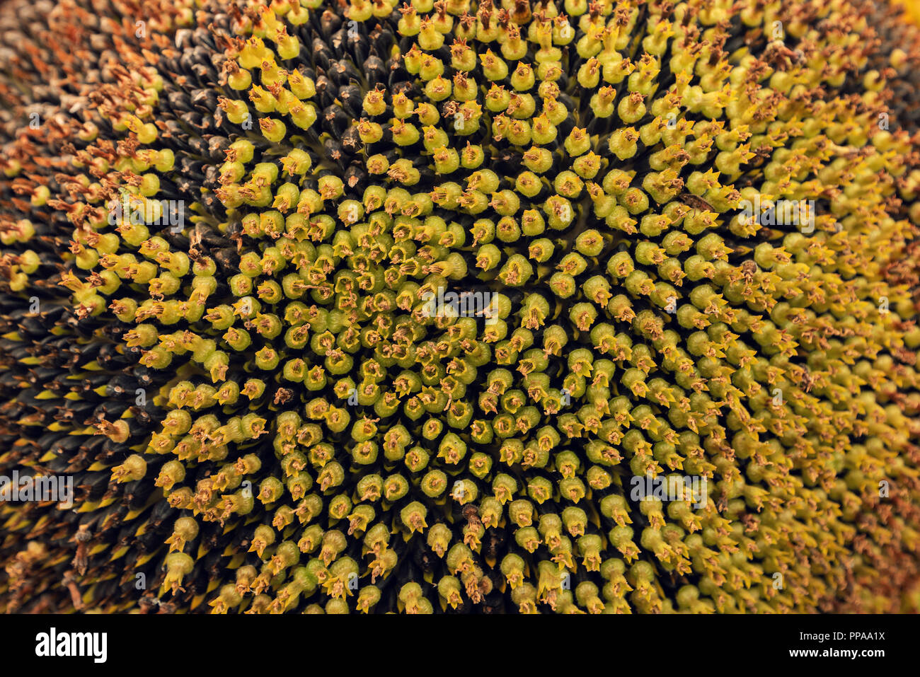 Large sunflower head with seeds before the field harvest Stock Photo ...