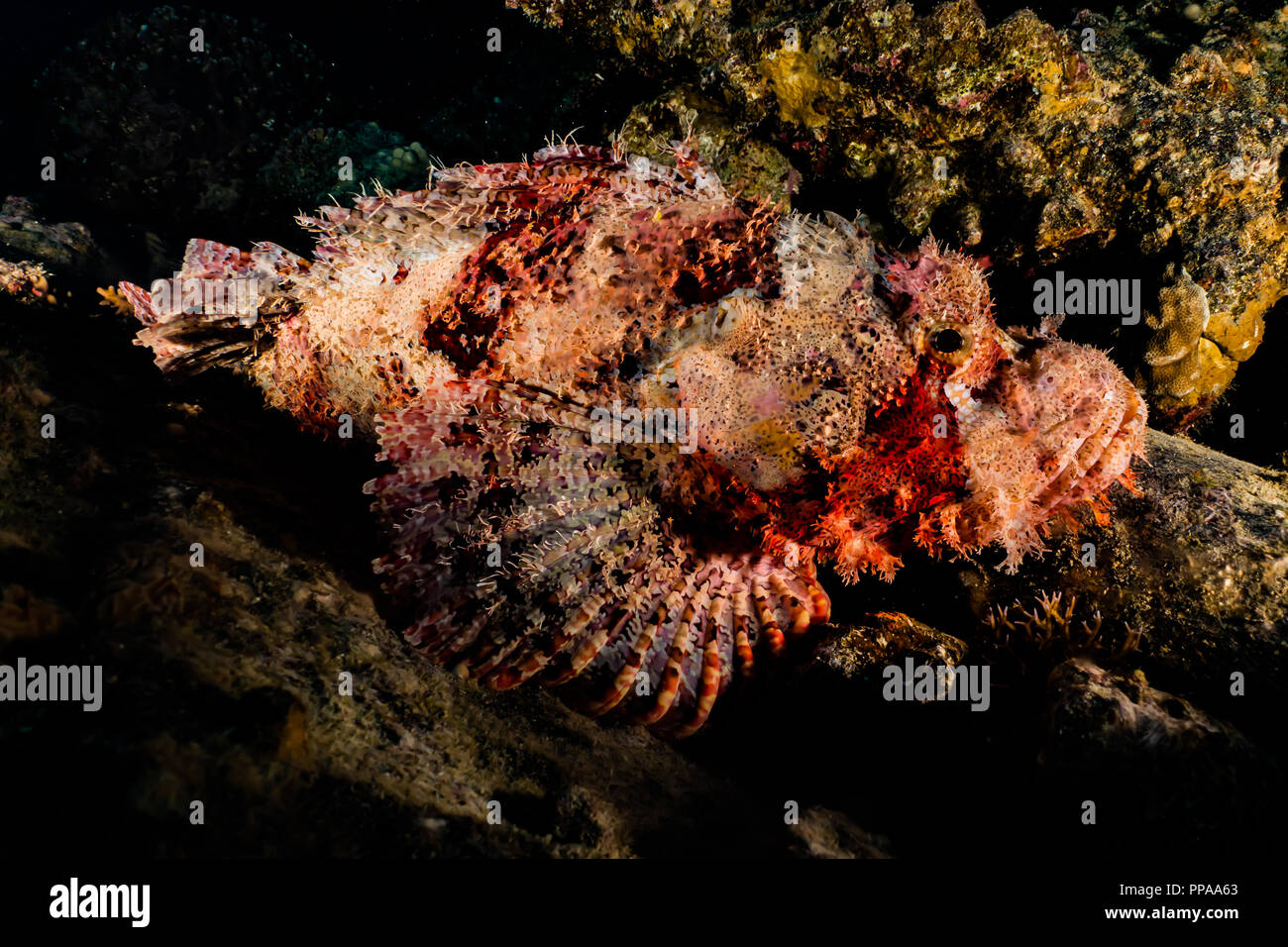 Coral reefs and water plants in the Red Sea, colorful and full of ...