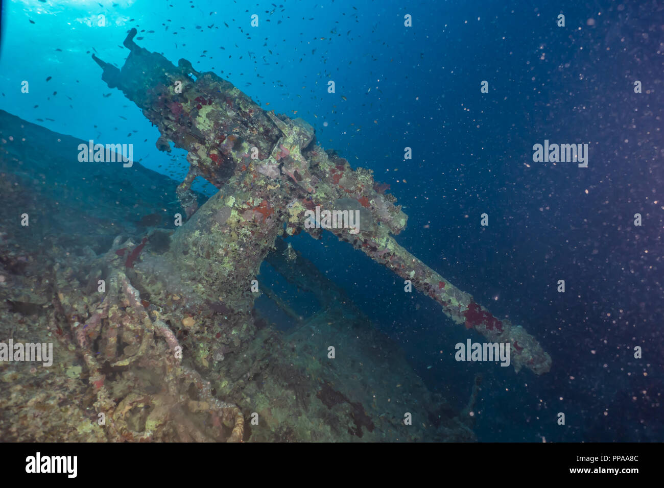 Coral reefs and water plants in the Red Sea, colorful and full of ...