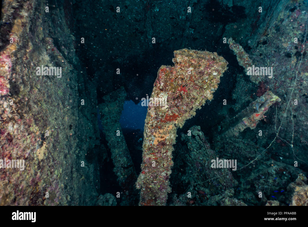 Coral reefs and water plants in the Red Sea, colorful and full of ...