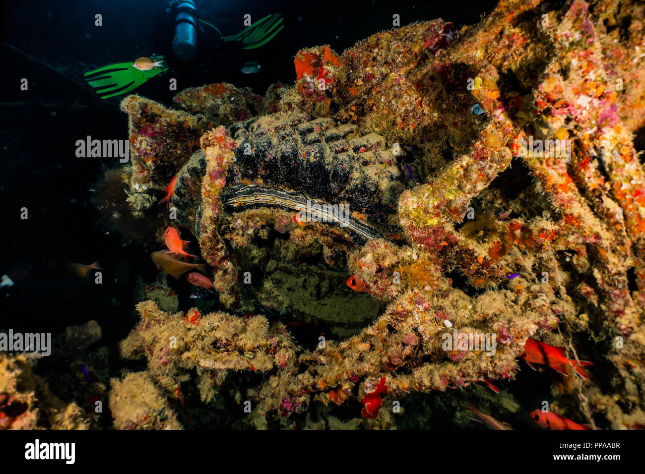 Coral reefs and water plants in the Red Sea, colorful and full of ...