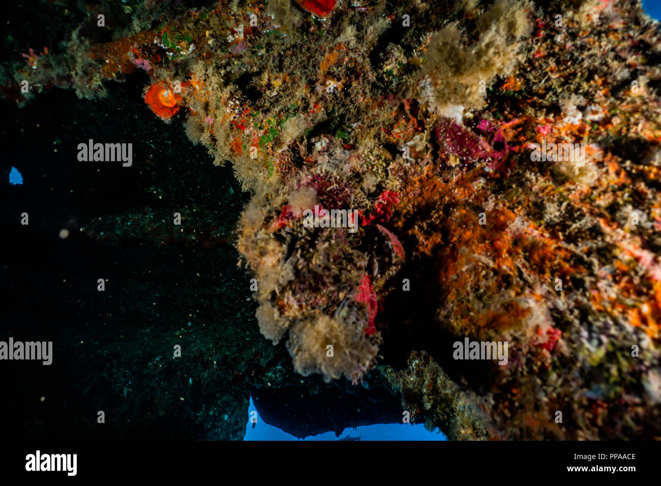 Coral reefs and water plants in the Red Sea, colorful and full of ...
