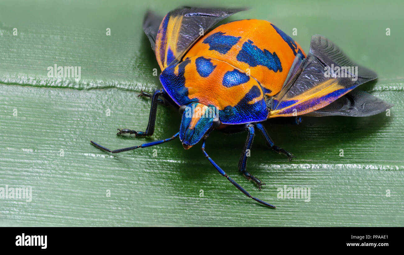 Green harlequin bug hi-res stock photography and images - Alamy