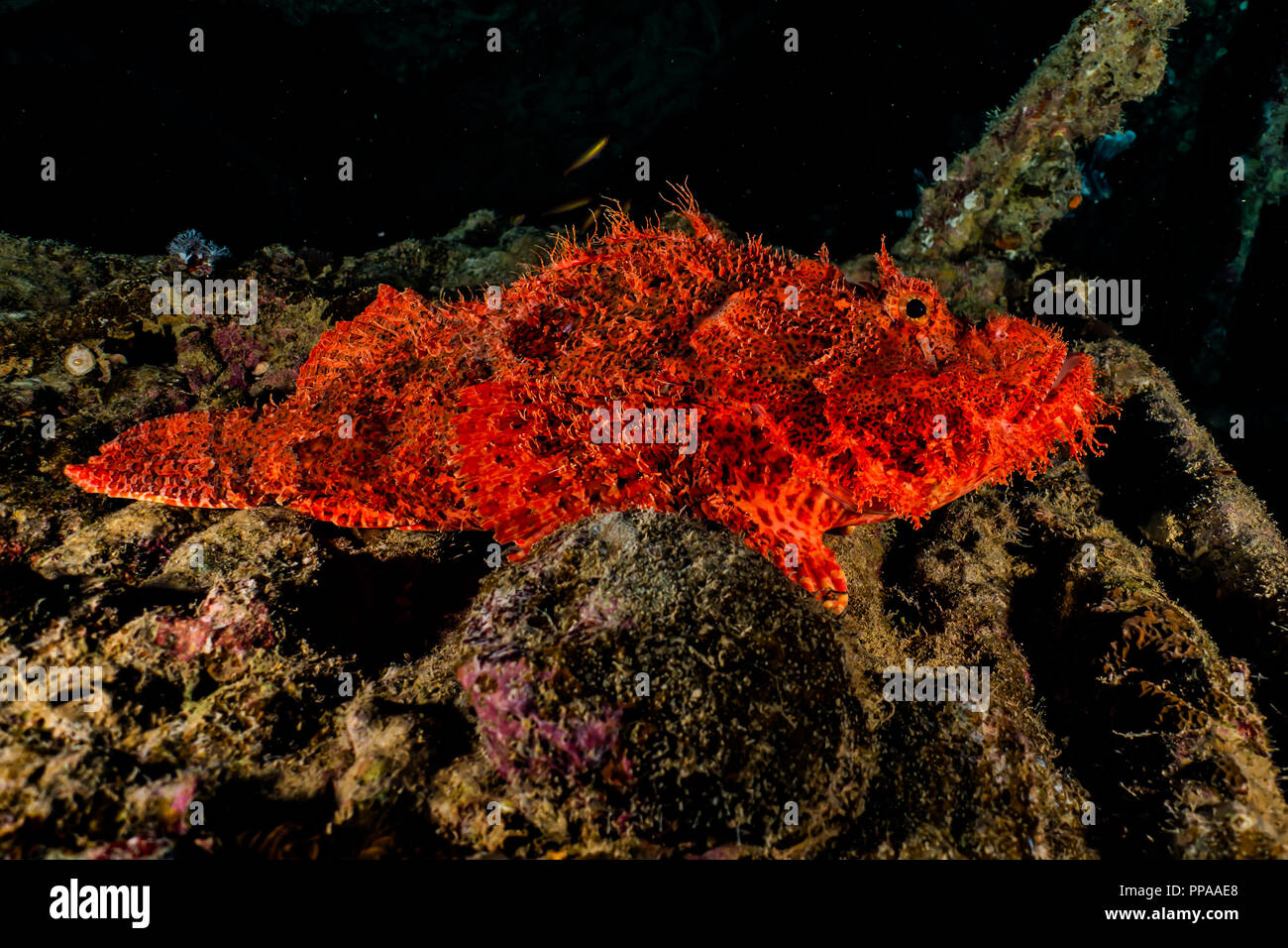 Coral reefs and water plants in the Red Sea, colorful and full of ...