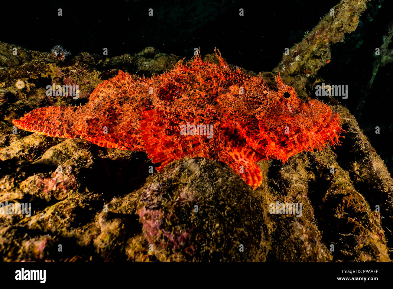 Coral reefs and water plants in the Red Sea, colorful and full of ...