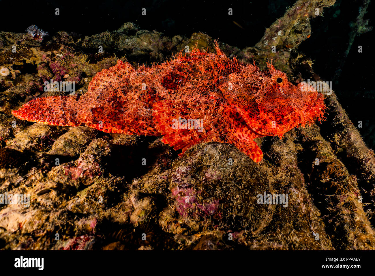 Coral reefs and water plants in the Red Sea, colorful and full of ...