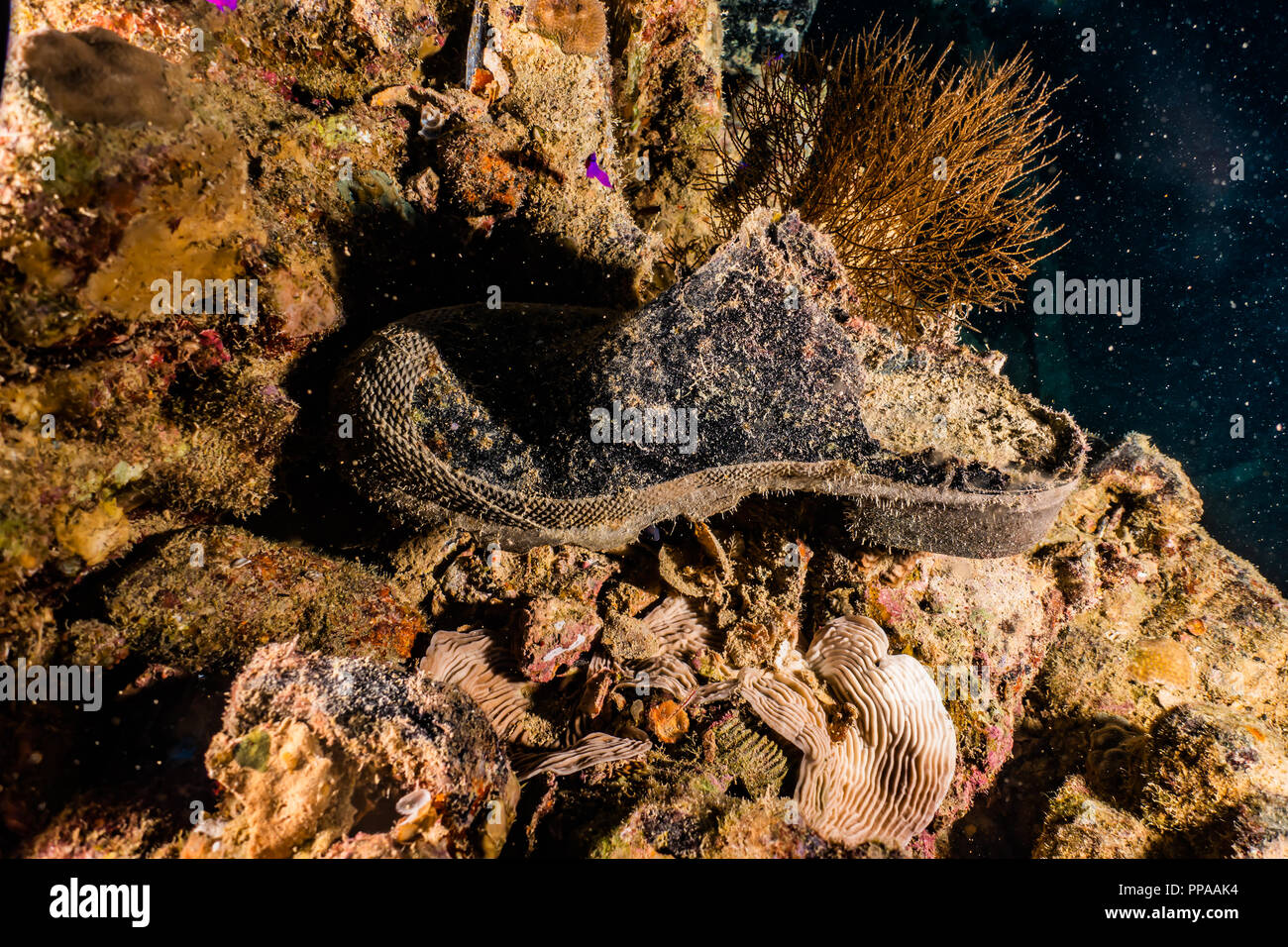 Coral reefs and water plants in the Red Sea, colorful and full of ...