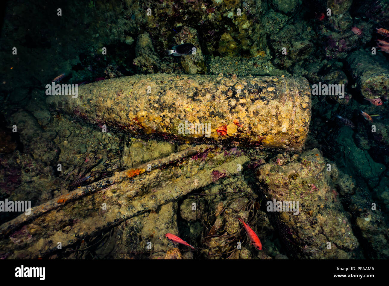 Coral reefs and water plants in the Red Sea, colorful and full of ...