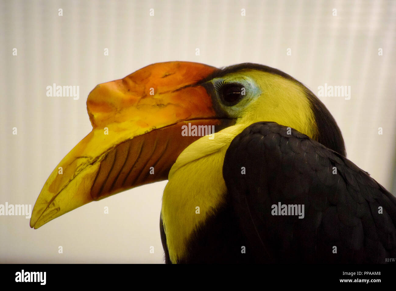 Toucan Close Up Stock Photo - Alamy