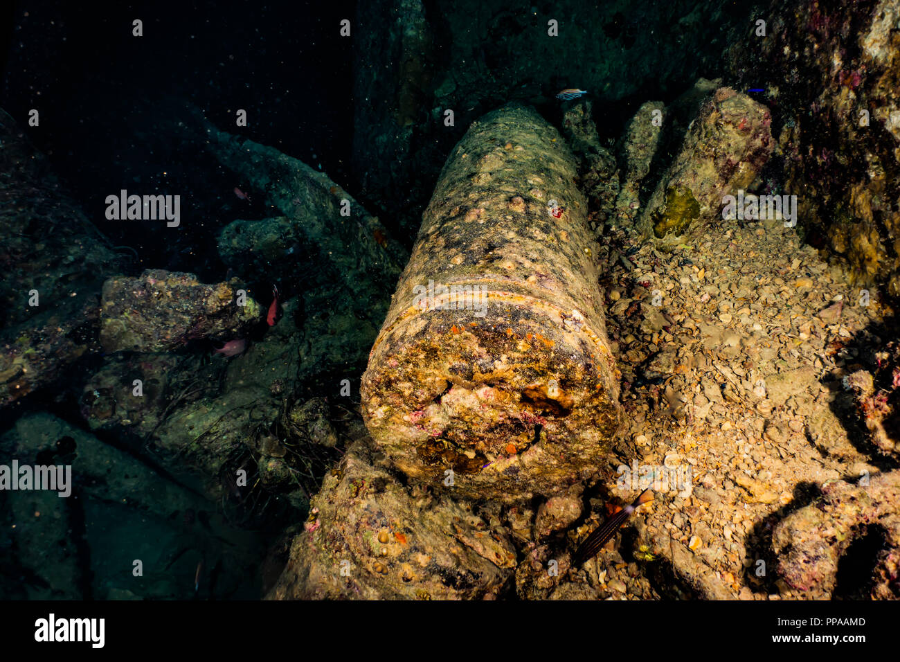 Coral reefs and water plants in the Red Sea, colorful and full of ...