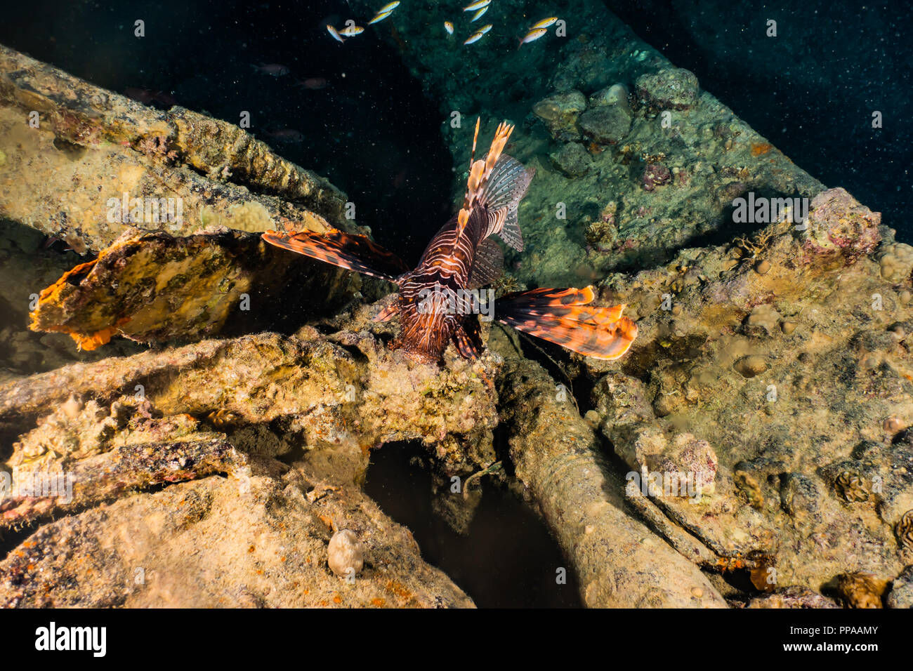 Coral reefs and water plants in the Red Sea, colorful and full of ...