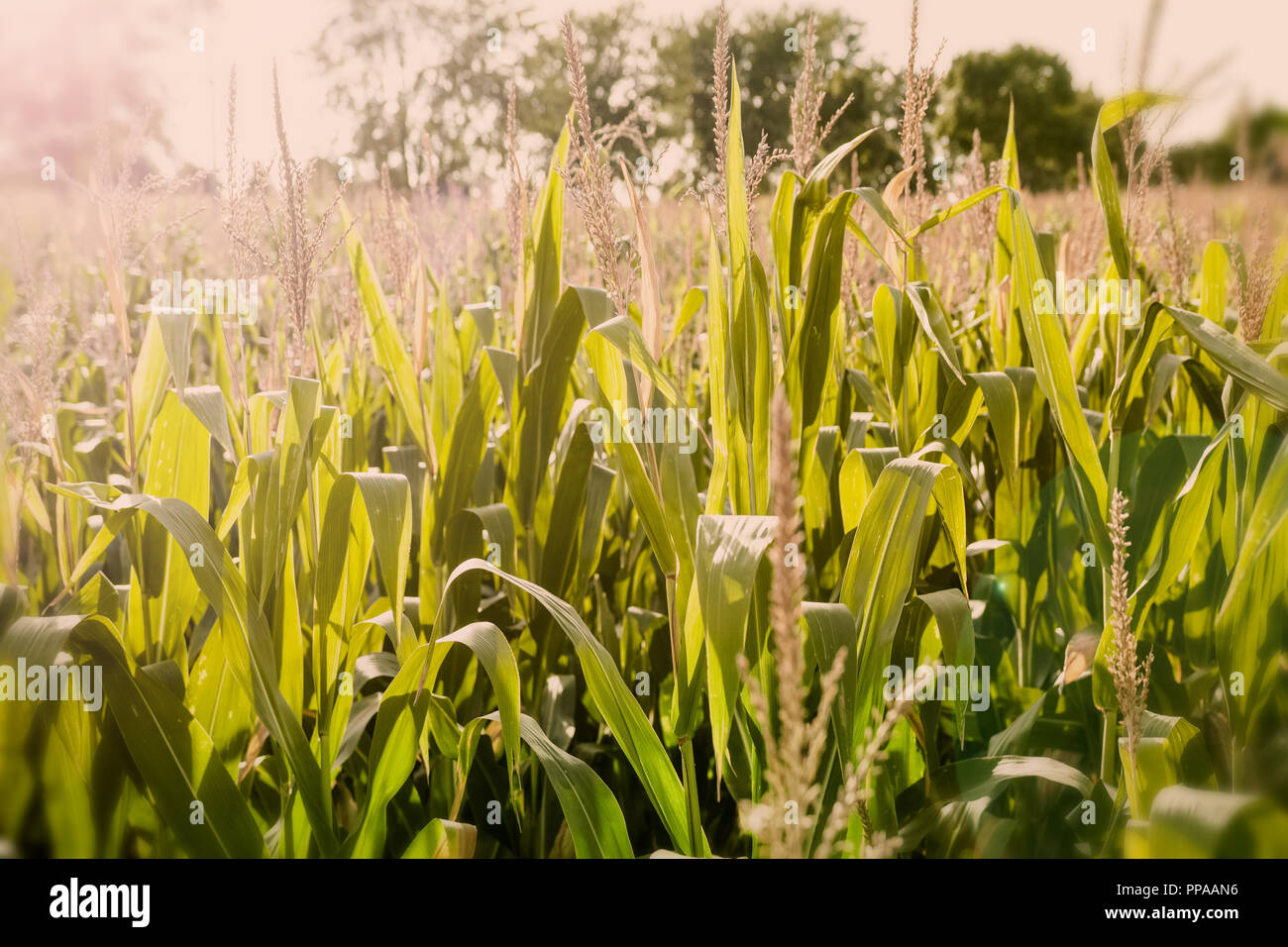 Cornfields, view of the peaks Stock Photo - Alamy