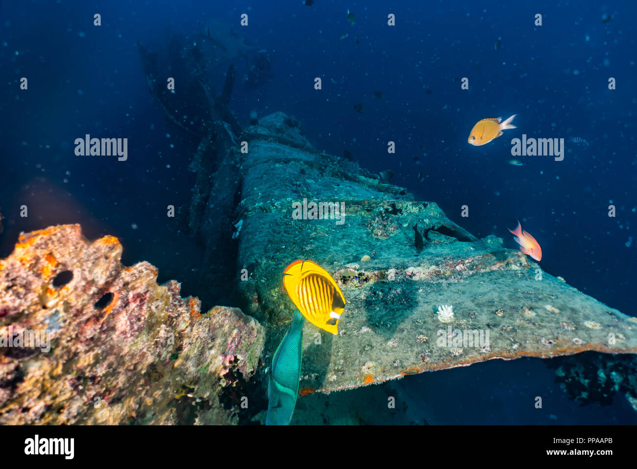 Coral reefs and water plants in the Red Sea, colorful and full of ...