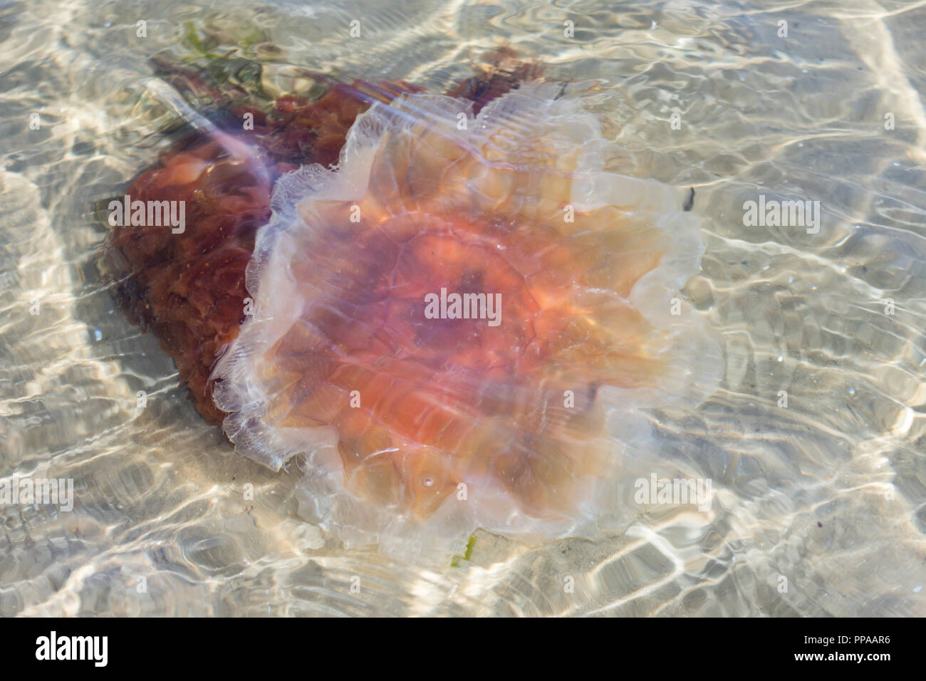 Jellyfish in shallow water on beach Stock Photo - Alamy