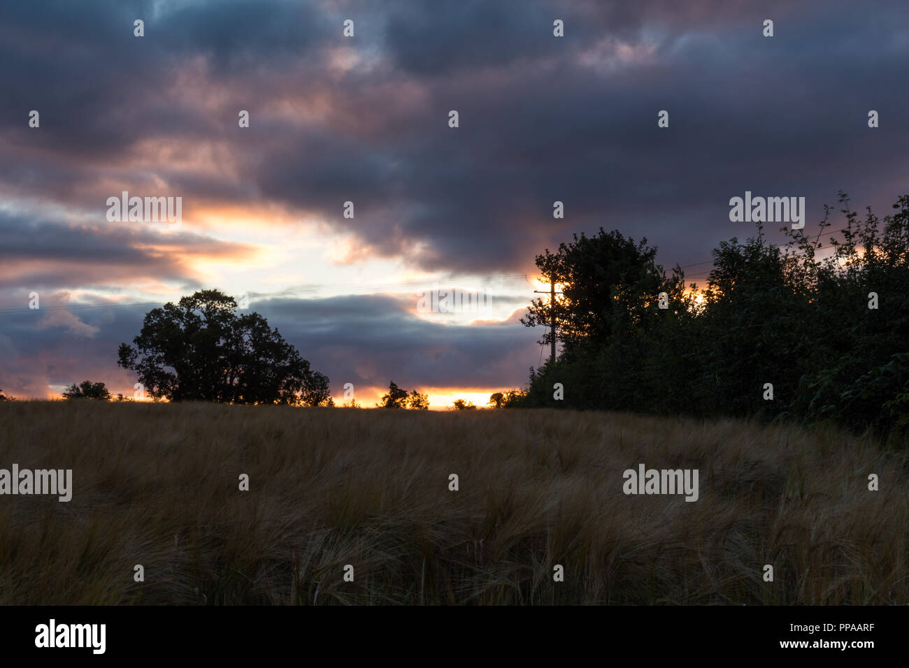 Wheat fields at sunset hi-res stock photography and images - Alamy