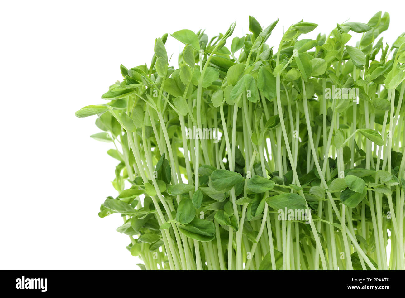 Pea leaf hi-res stock photography and images - Alamy