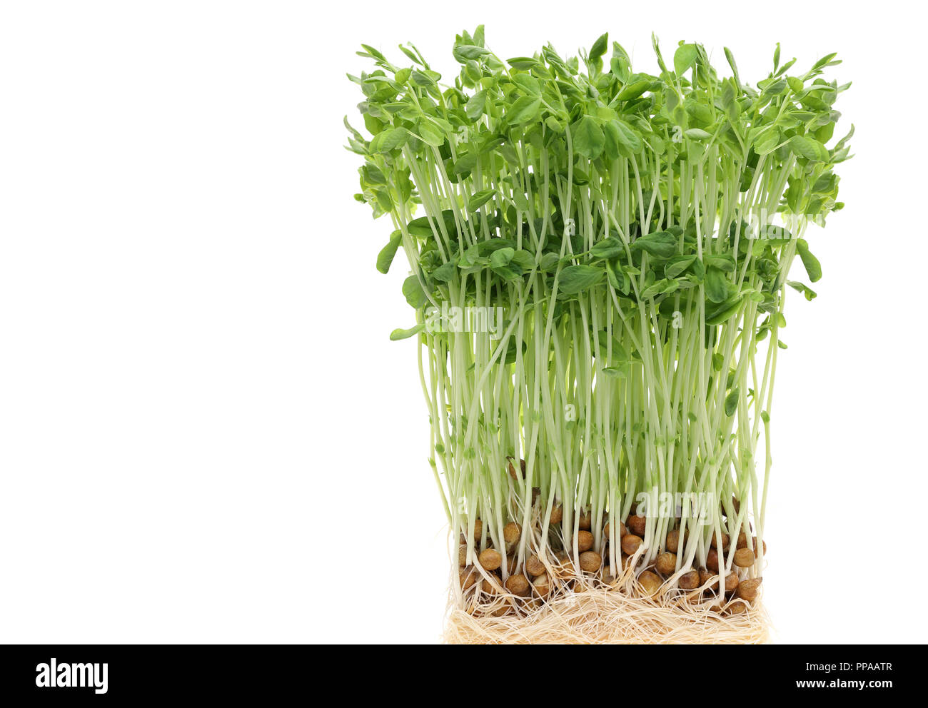 Sweet pea young plant hi-res stock photography and images - Alamy