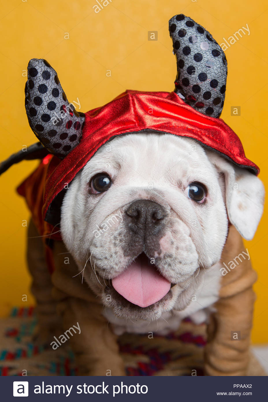 Devil Dog Stock Photos & Devil Dog Stock Images - Alamy