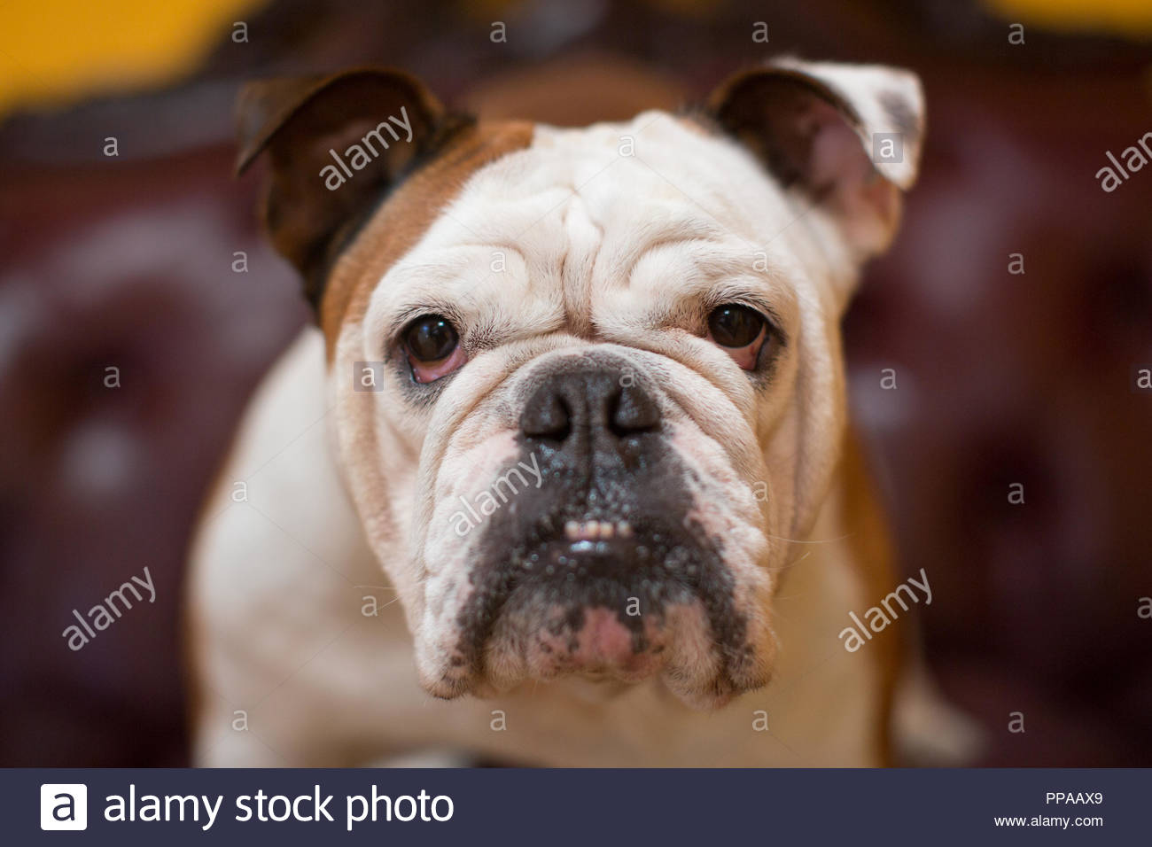 Underbite Stock Photos & Underbite Stock Images - Alamy