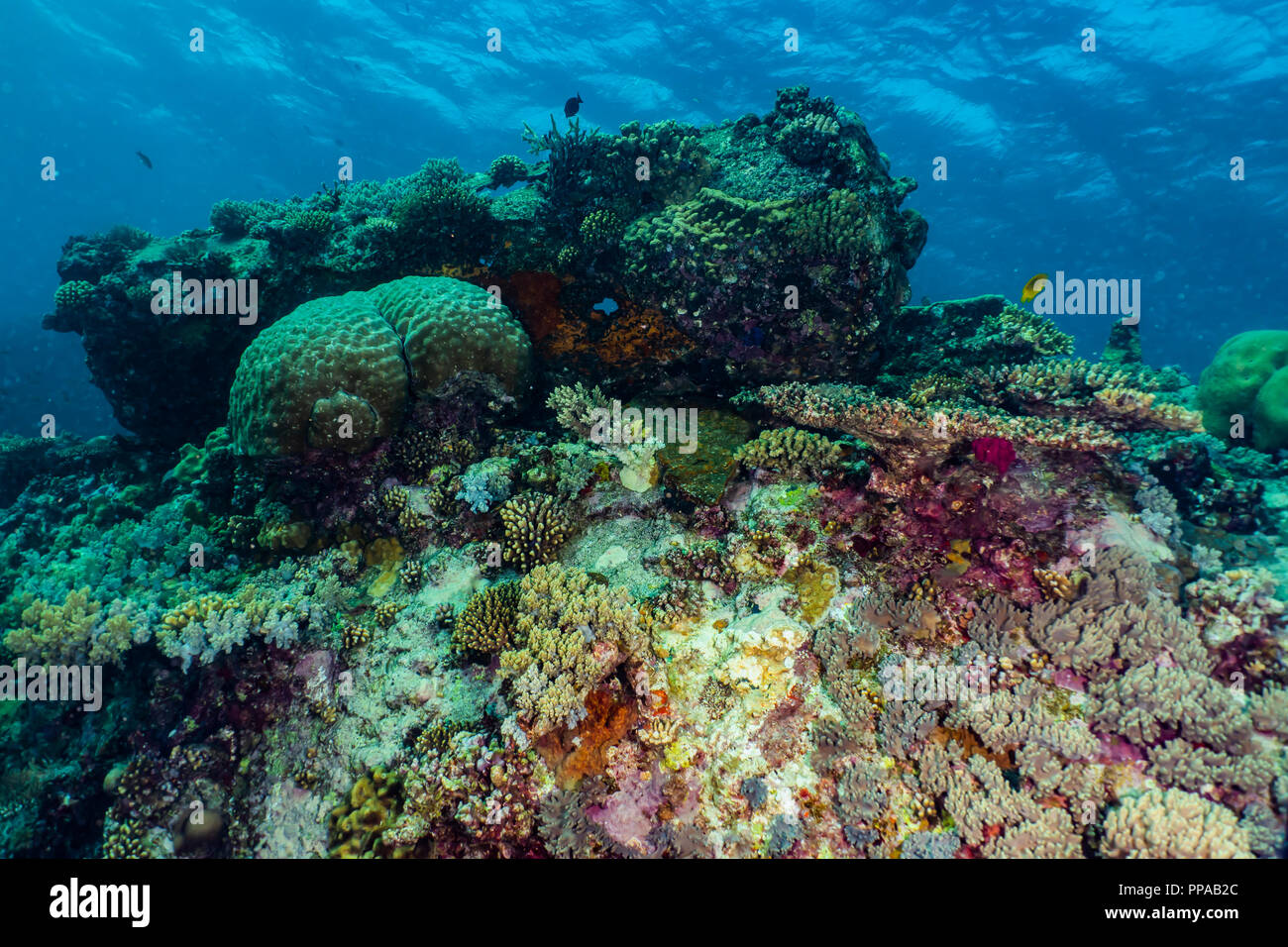 Coral reefs and water plants in the Red Sea, colorful and full of ...