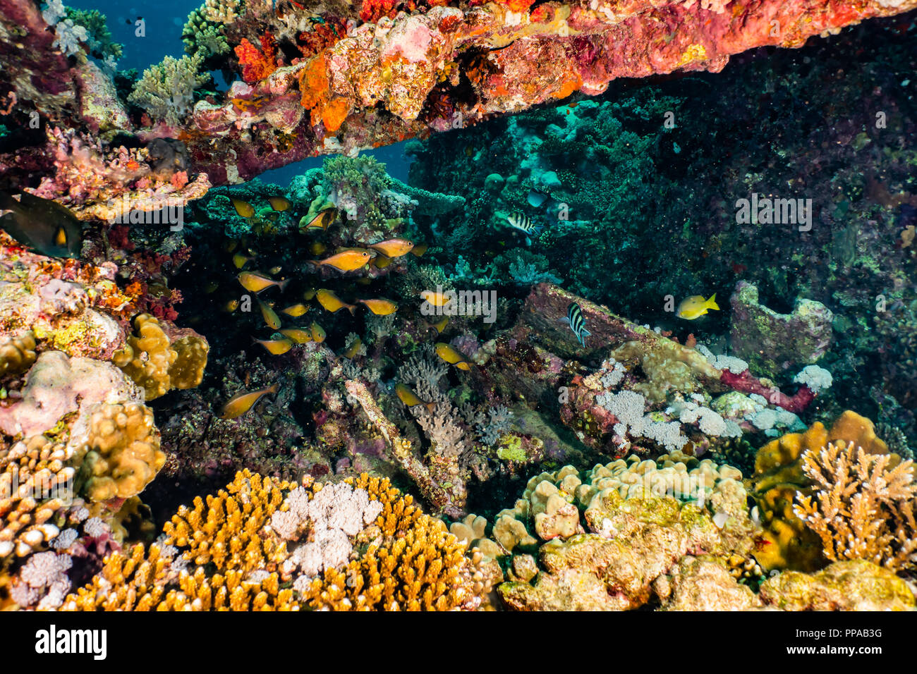 Coral reefs and water plants in the Red Sea, colorful and full of ...