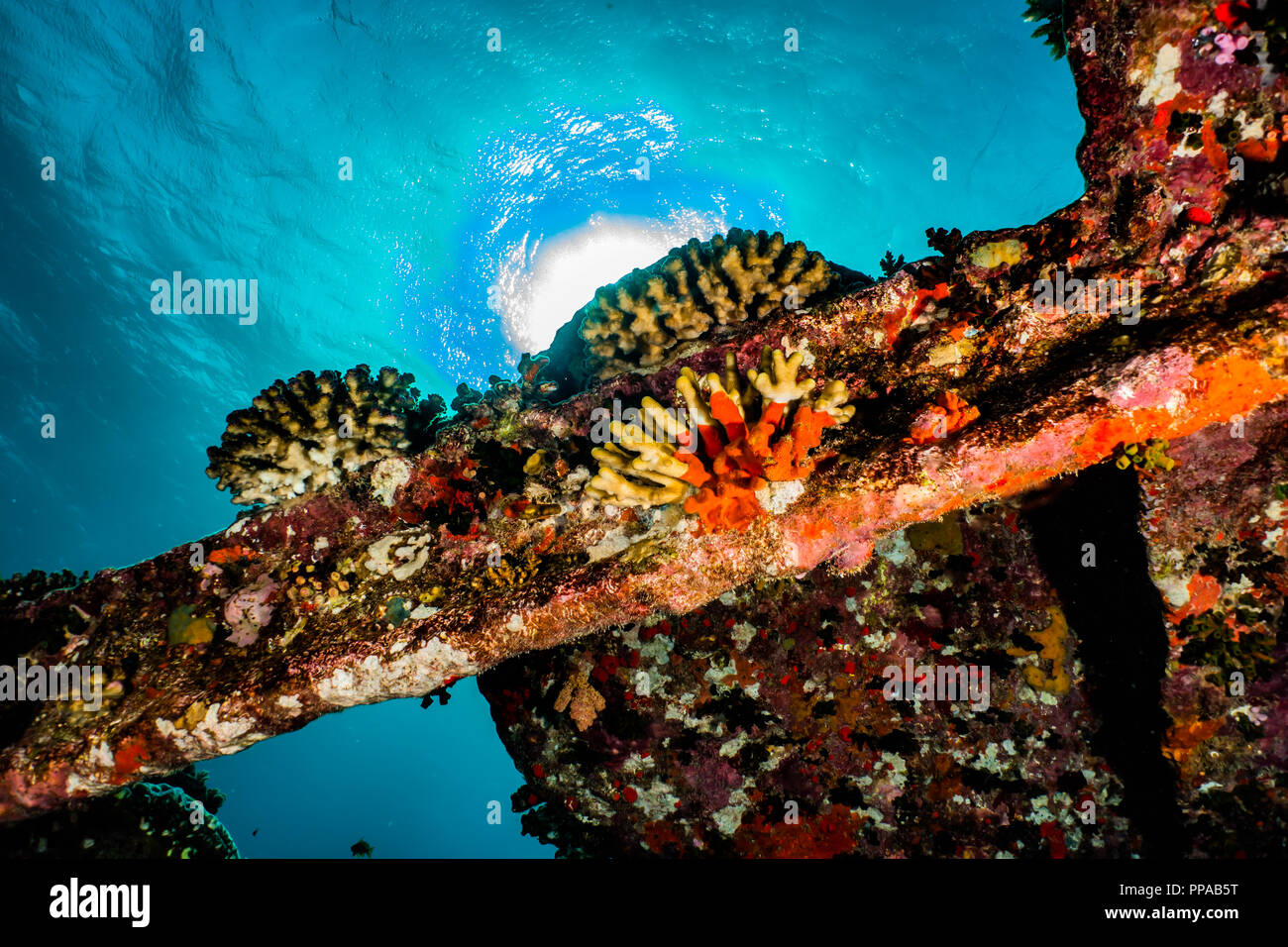 Coral reefs and water plants in the Red Sea, colorful and full of ...