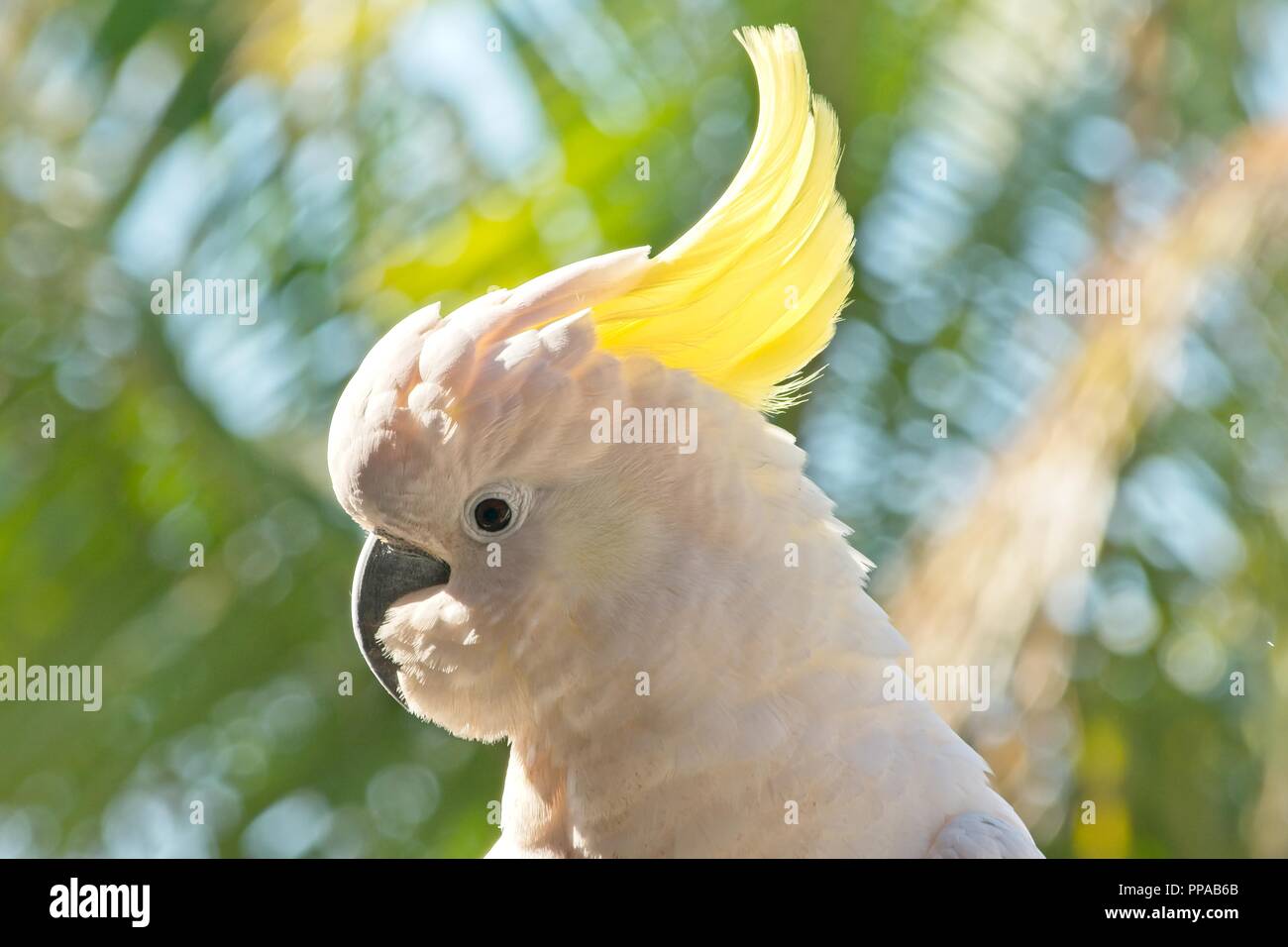 Sulphur crested cockatoo closeup Stock Photo - Alamy