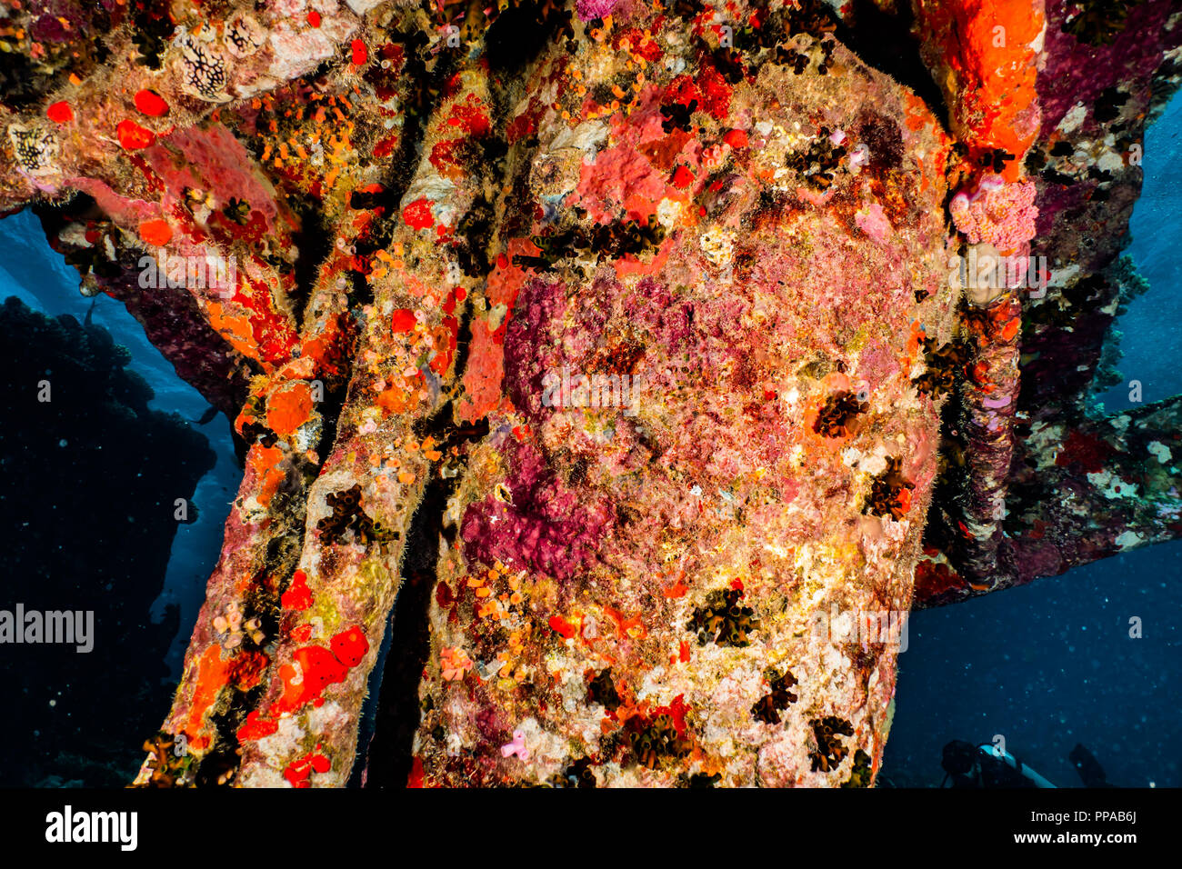 Coral reefs and water plants in the Red Sea, colorful and full of ...