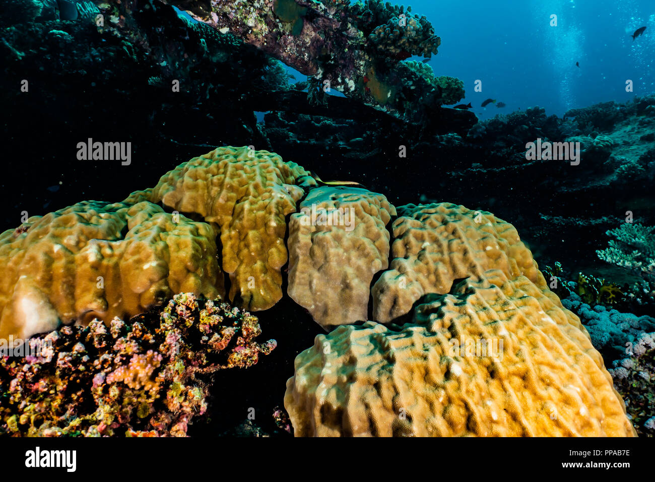 Coral reefs and water plants in the Red Sea, colorful and full of ...