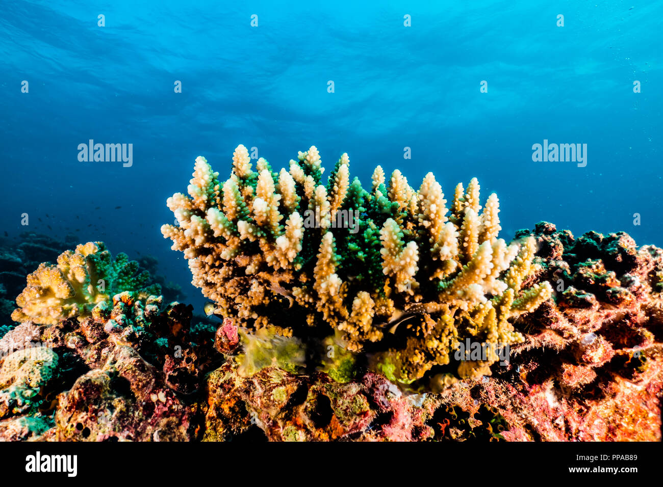 Coral reefs and water plants in the Red Sea, colorful and full of ...