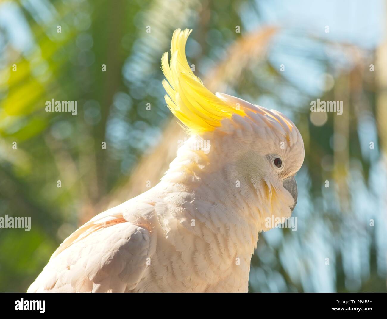 Sulphur crested cockatoo closeup Stock Photo - Alamy