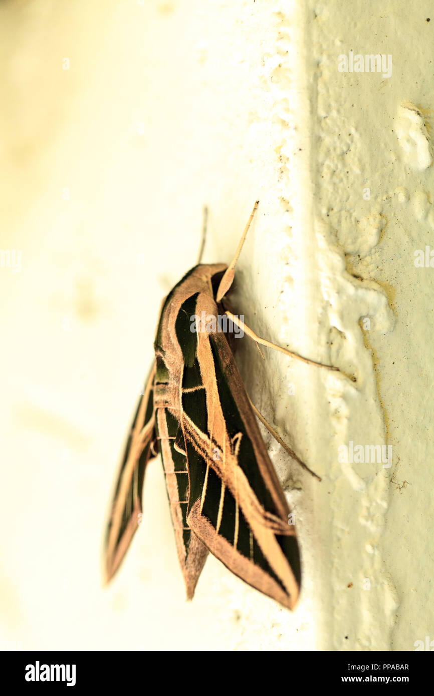 Sphinx moth Sphingidae with large wings rests in Naples, Florida Stock ...
