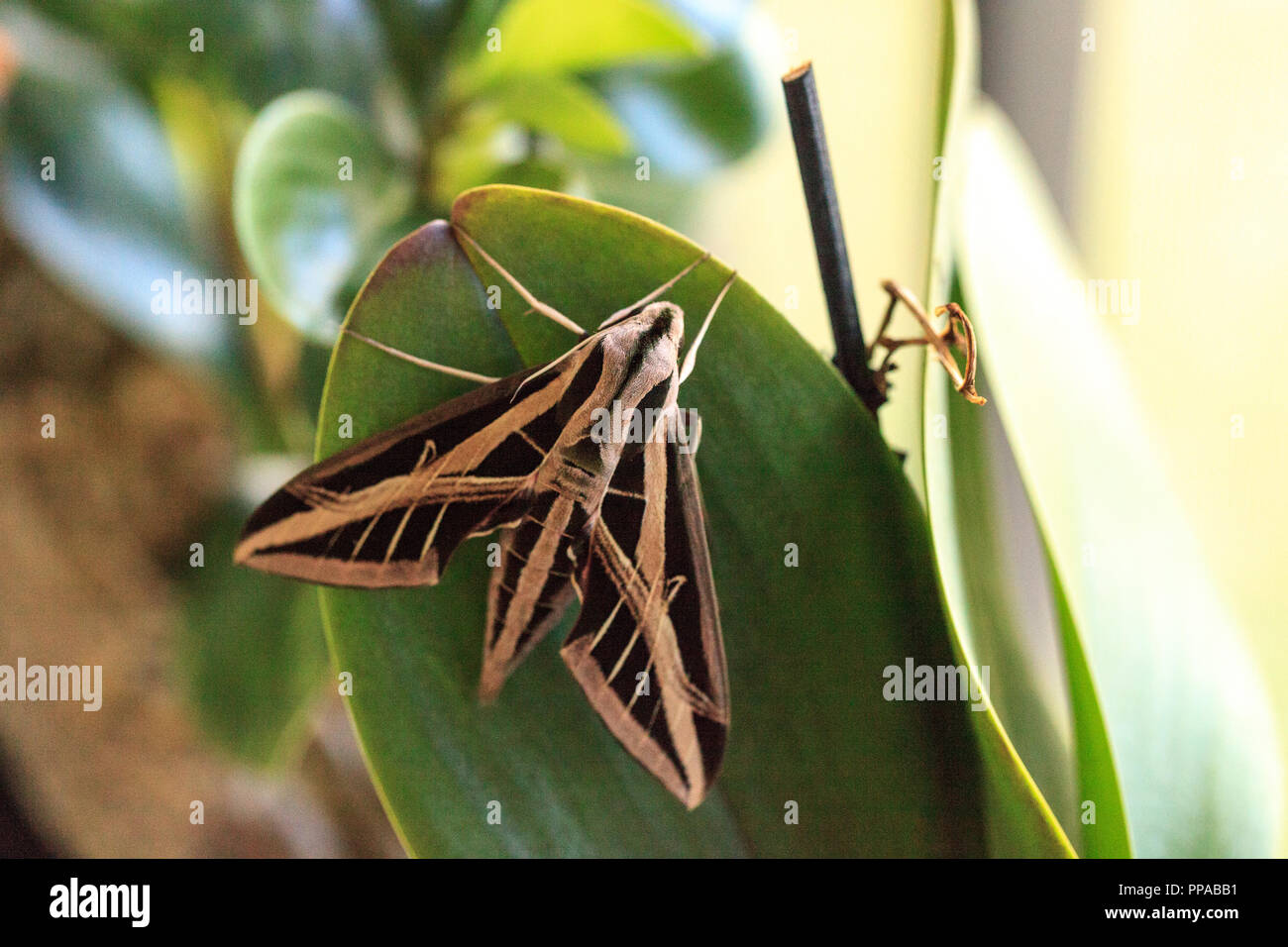 Sphinx moth Sphingidae with large wings rests in Naples, Florida Stock ...