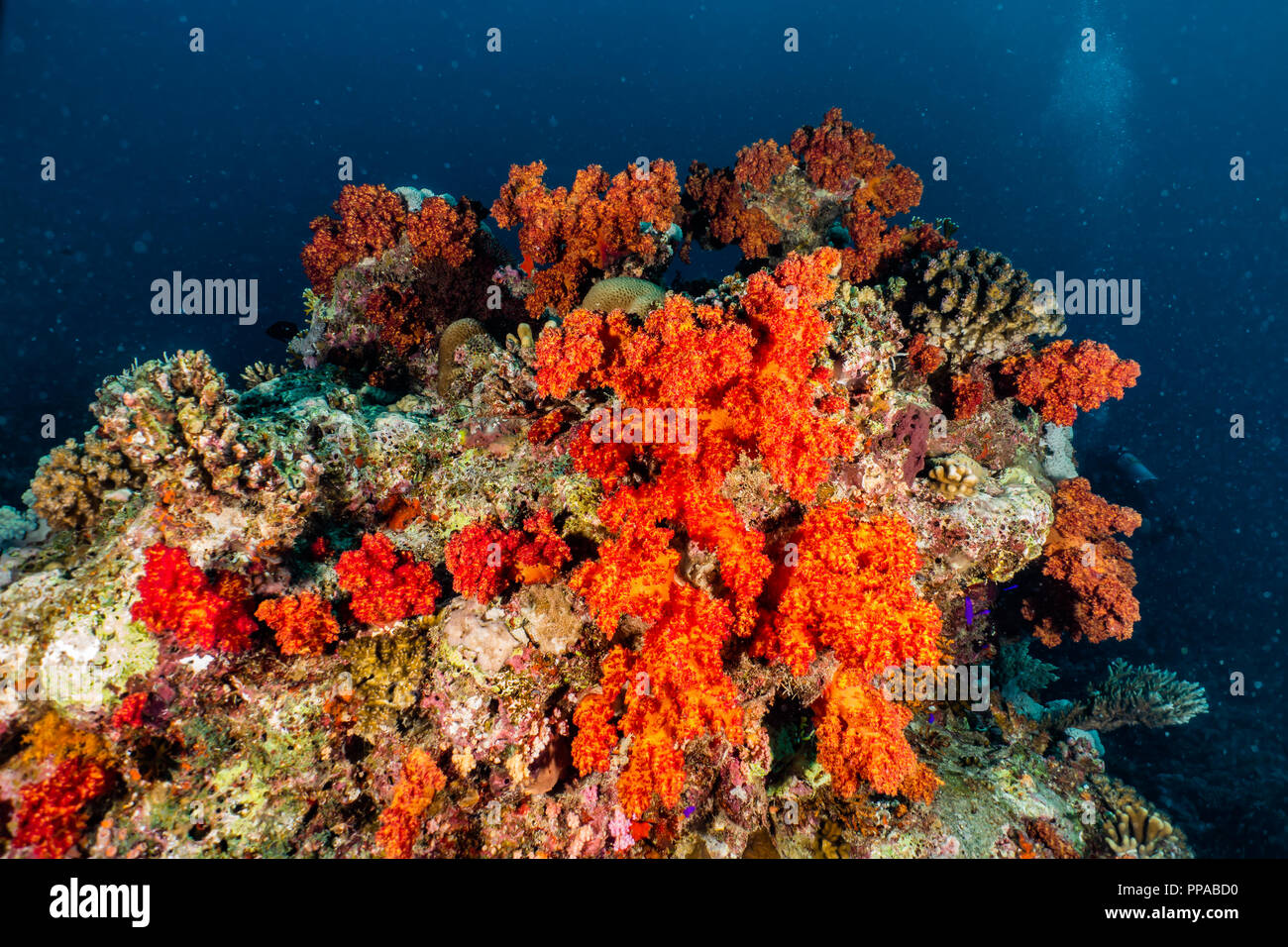 Coral reefs and water plants in the Red Sea, colorful and full of ...