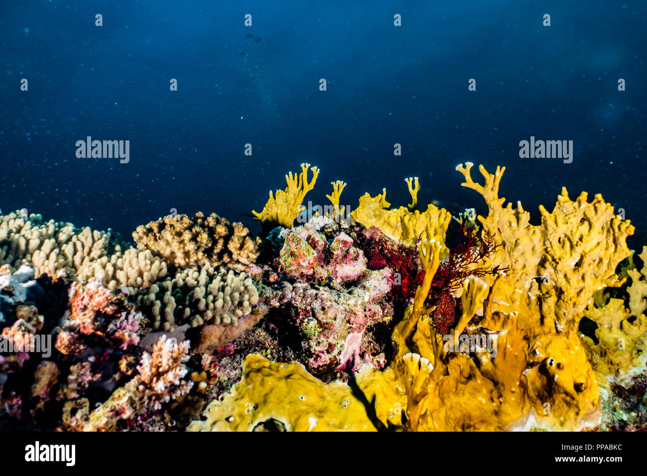 Coral reefs and water plants in the Red Sea, colorful and full of ...
