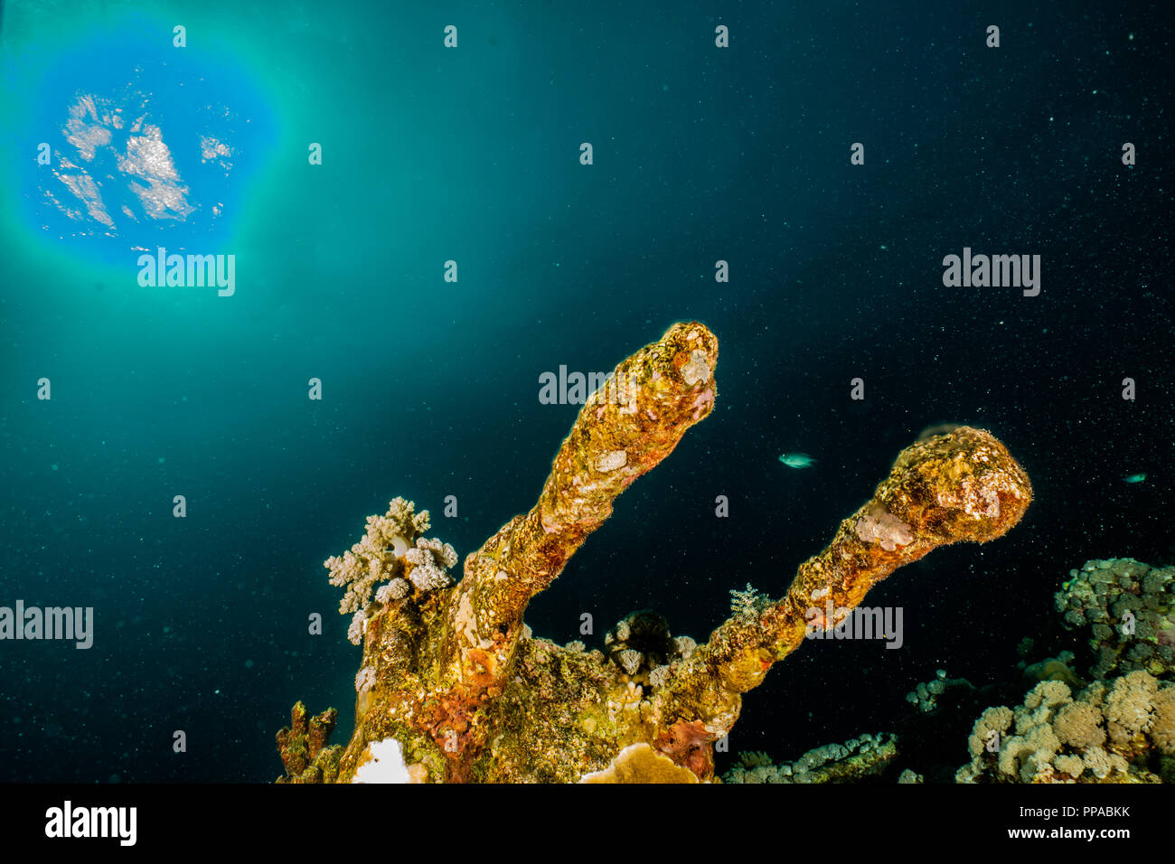 Coral reefs and water plants in the Red Sea, colorful and full of ...