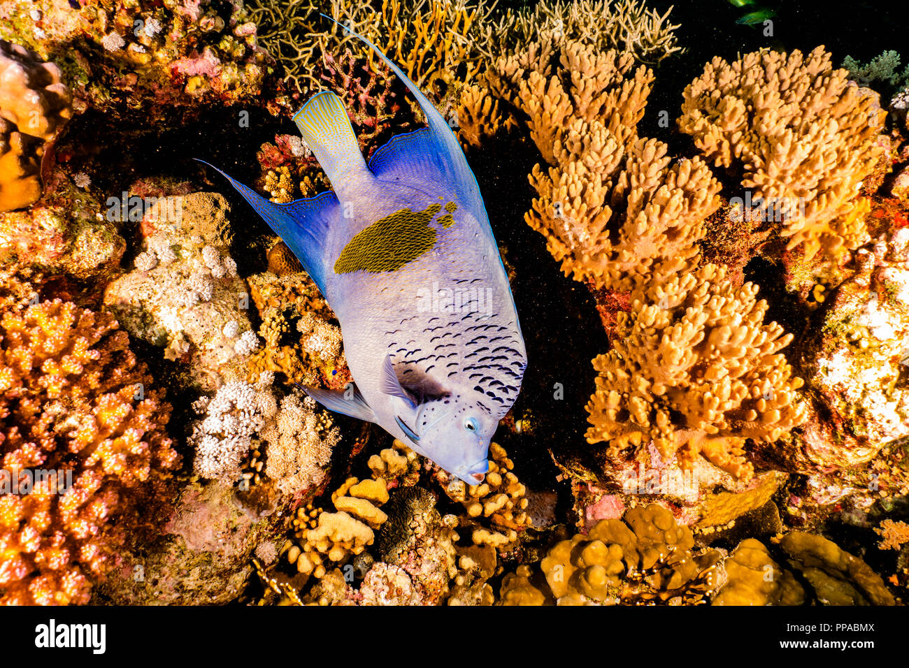 Coral reefs and water plants in the Red Sea, colorful and full of ...