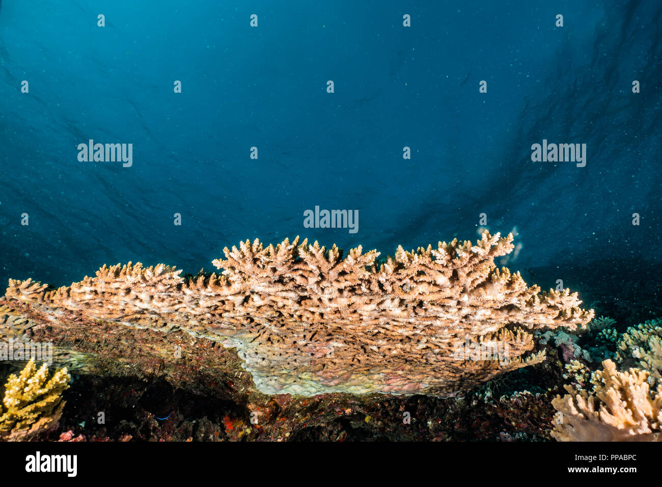 Coral reefs and water plants in the Red Sea, colorful and full of ...