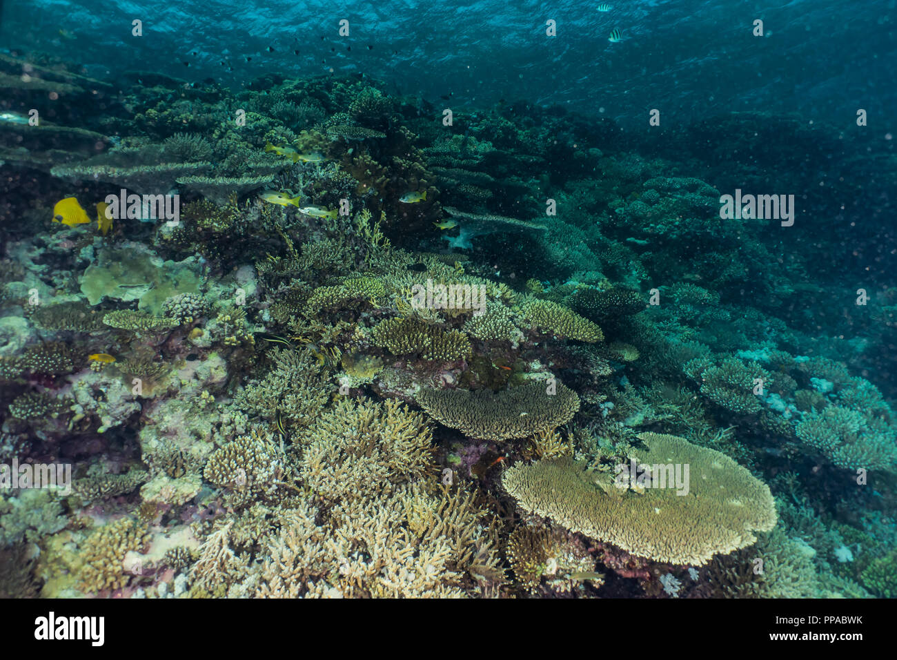 Coral reefs and water plants in the Red Sea, colorful and full of ...