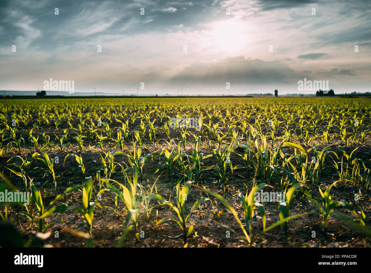 Rural Cornfield Landscape. Plantation With Young Corn In Spring Season ...