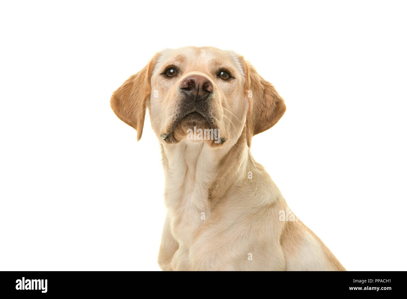 Portrait of a blond labrador retriever dog looking at the camera with ...