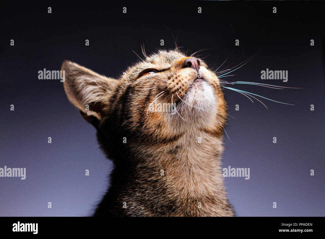 happy cat looks up, pets Stock Photo - Alamy