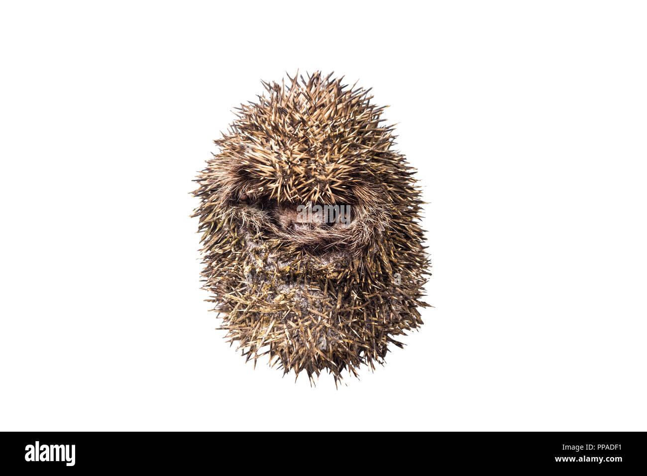 hedgehog curled up into a ball isolated on a white background, pets and ...