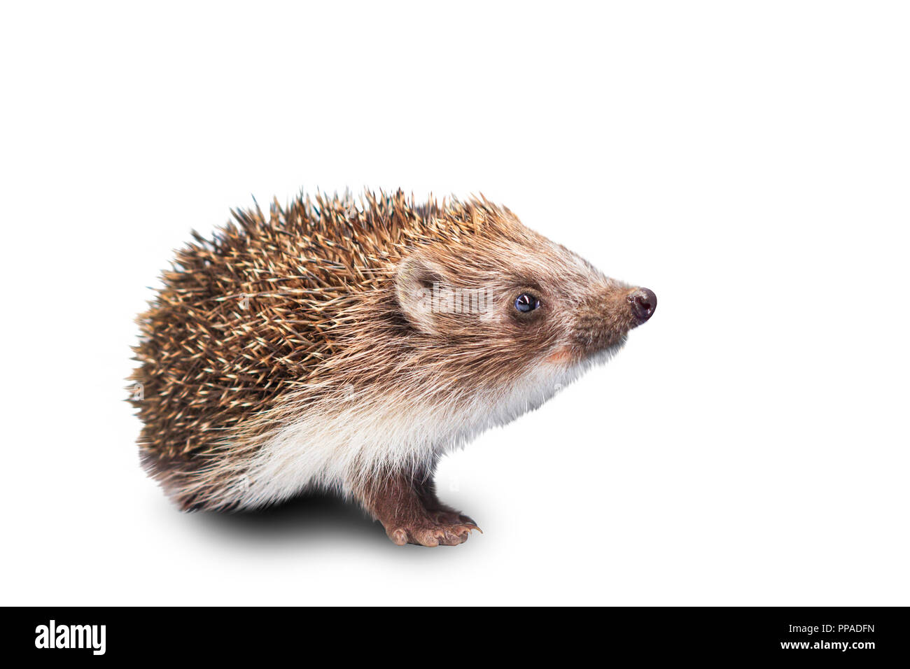 Hedgehog with an interesting view is isolated on a white background ...