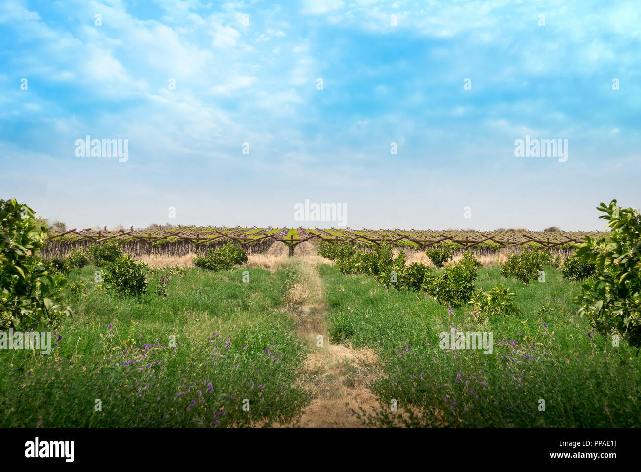 Green alfalfa plants on sunny hi-res stock photography and images - Alamy