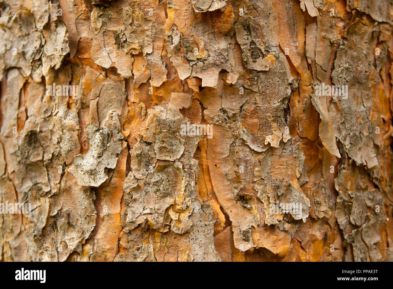 Pine bark close up. The texture, backdrop or background of the tree ...