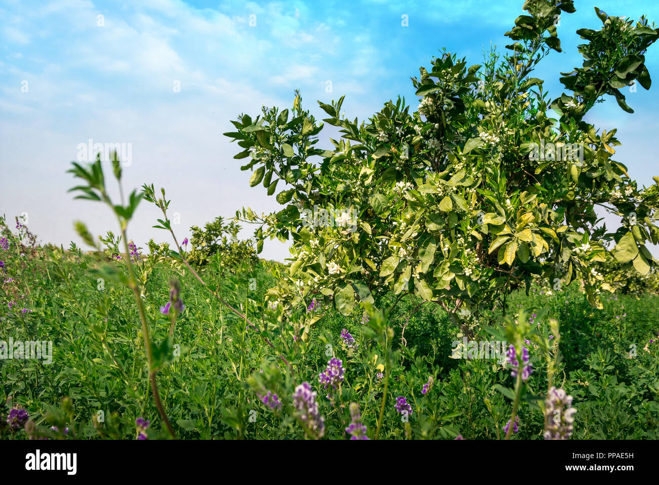 Alfalfa grass hi-res stock photography and images - Alamy