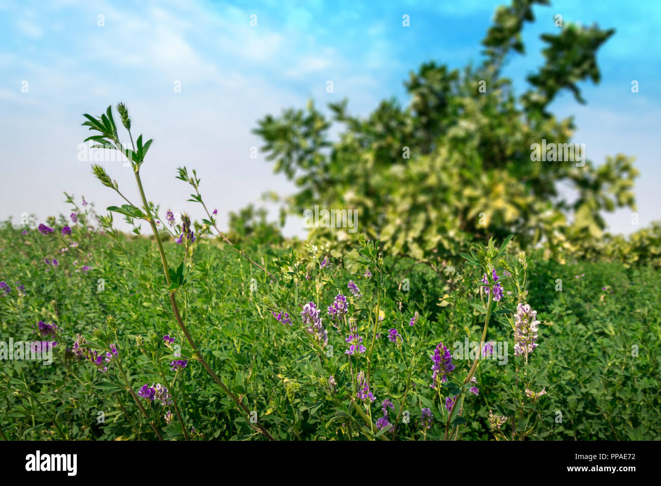 Lucerne grass hi-res stock photography and images - Alamy